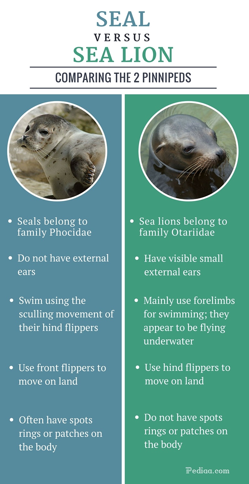 Difference Between Seal And Sea Lion Facts Characteristics Behaviour Difference Between Seal And Sea Lion Facts Characteristics Behaviour