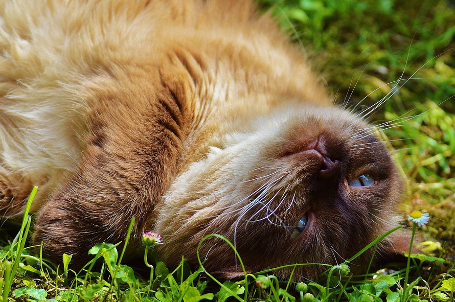 Difference Between Hair And Fur Definition Usage Differences