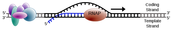 Difference Between Template And Coding Strand Pediaa Com