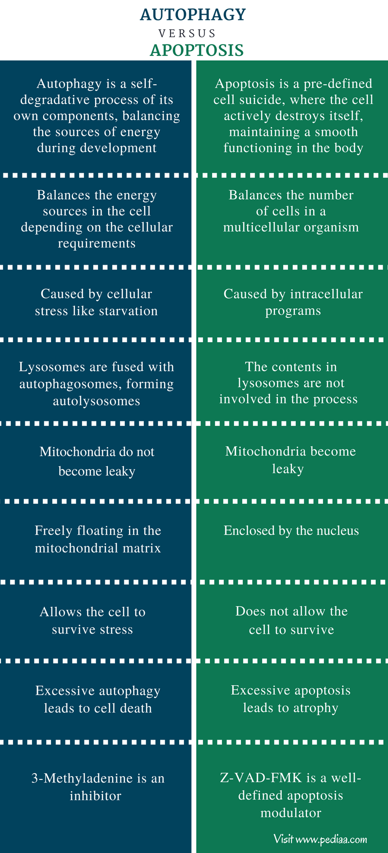 Difference Between Autophagy and Apoptosis - Pediaa.Com Difference Between Autophagy and Apoptosis - Pediaa.Com