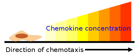 Difference Between Cytokines and Chemokines | Structure, Types, Function