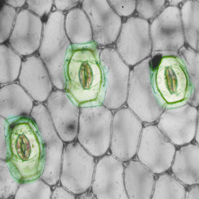 Difference Between Guard Cell And Epidermal Cell Definition Difference Between Guard Cell And Epidermal Cell Definition