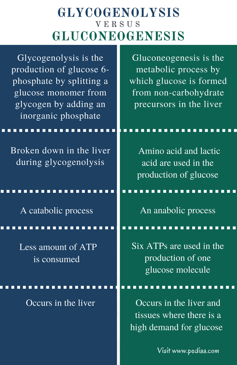 Difference Between Glycogenolysis And Gluconeogenesis Definition