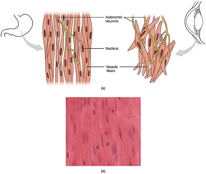 Difference Between Voluntary And Involuntary Muscles Definition 