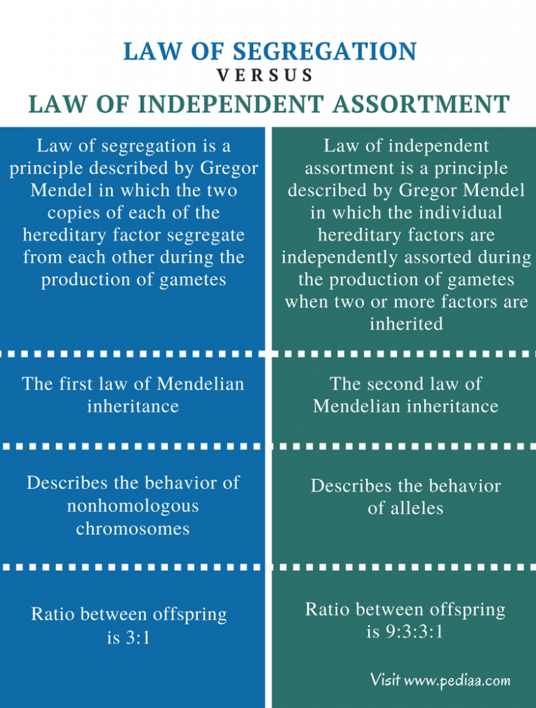 Difference Between Law of Segregation and Law of Independent Assortment ... Difference Between Law of Segregation and Law of Independent Assortment ...