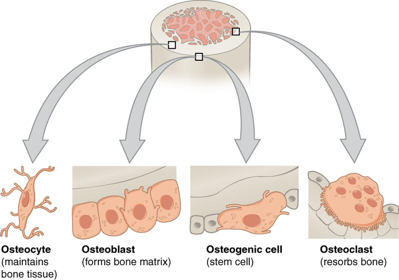 Difference Between Osteoblast And Osteoclast Definition 