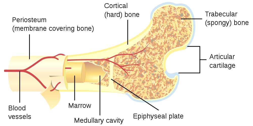 Difference Between Red And Yellow Bone Marrow Definition