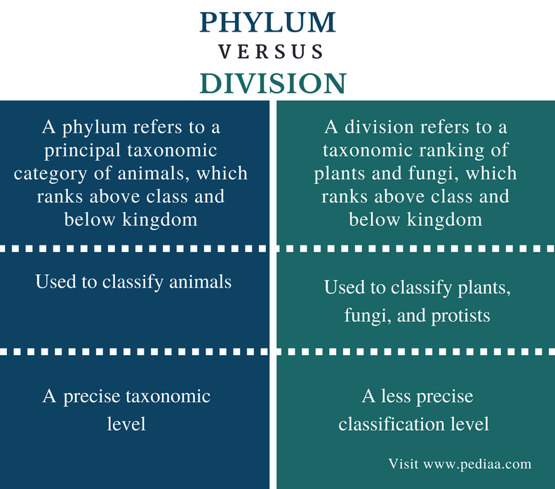 Difference Between Phylum And Division Definition Classification Difference Between Phylum And Division Definition Classification