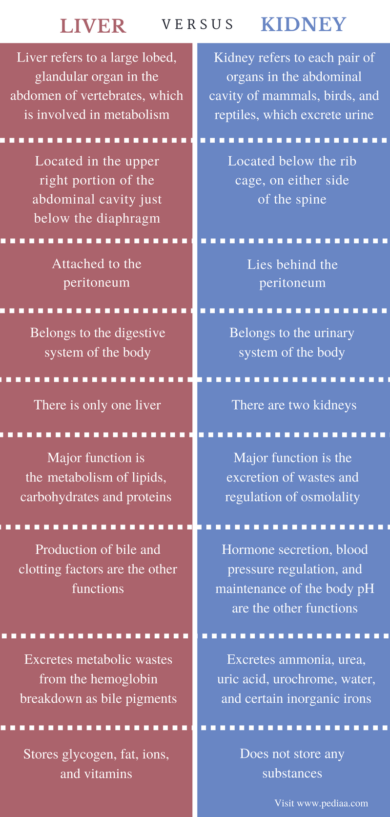 Difference Between Liver And Kidney Definition Anatomy Physiology