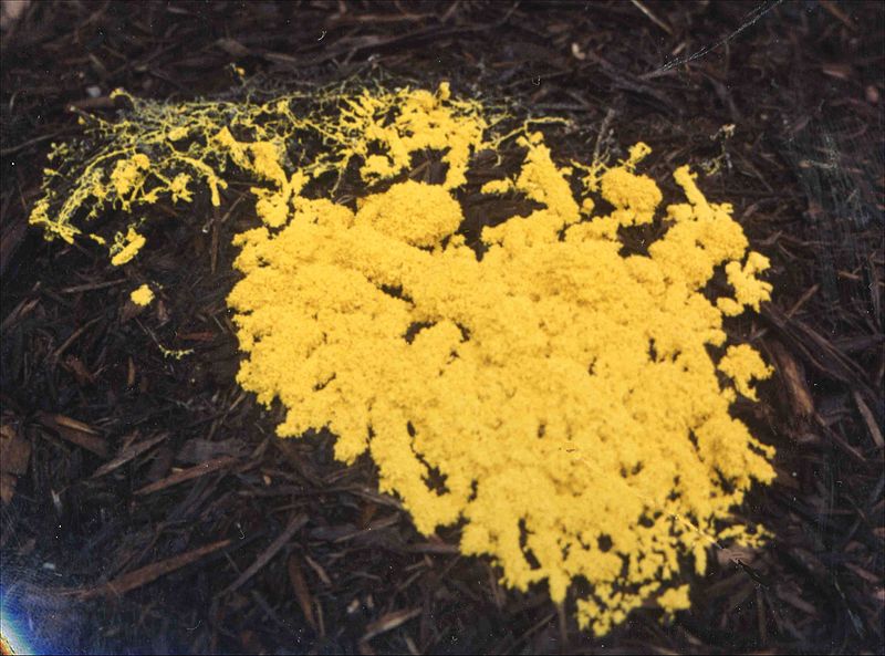 Difference Between Mold And Mildew Definition Structure