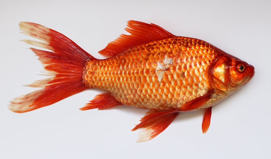 Difference Between Bony Fish And Cartilaginous Fish Definition Difference Between Bony Fish And Cartilaginous Fish Definition