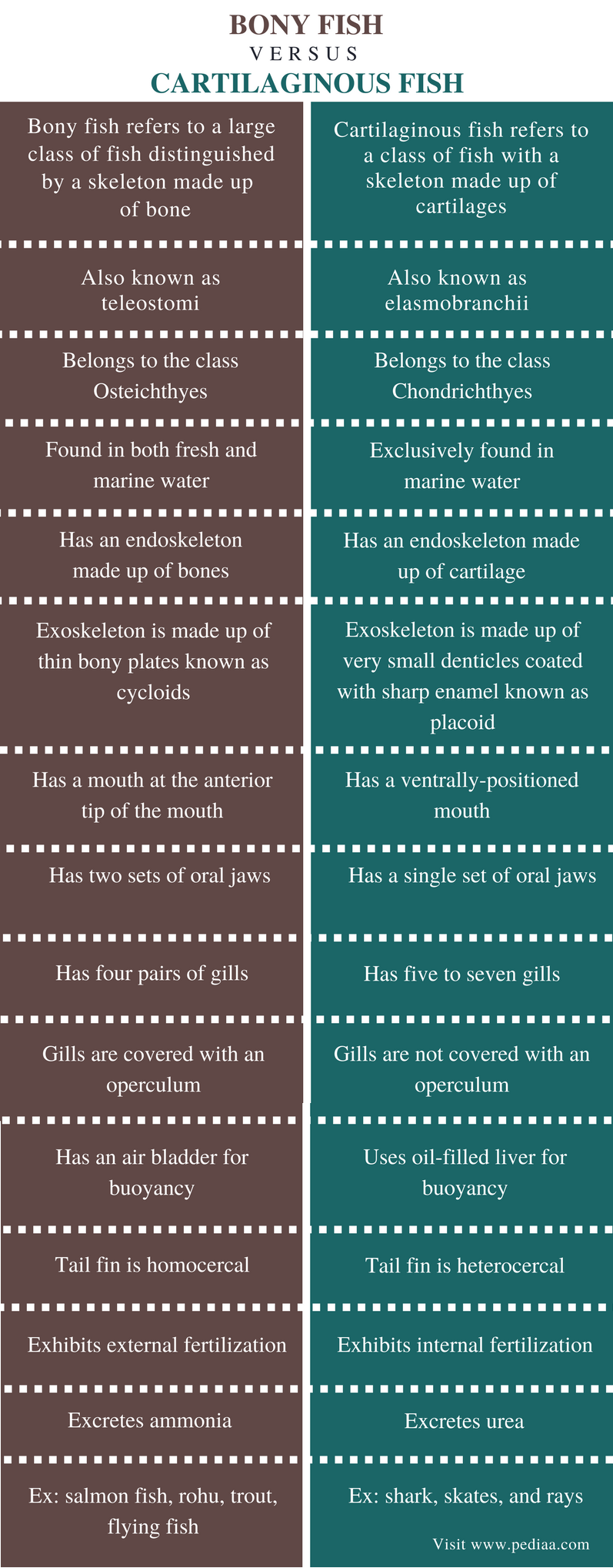 Difference Between Bony Fish And Cartilaginous Fish Definition 