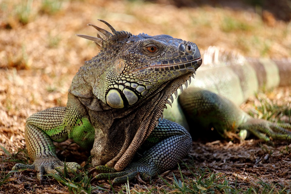Difference Between Mammals And Reptiles Definition Facts 