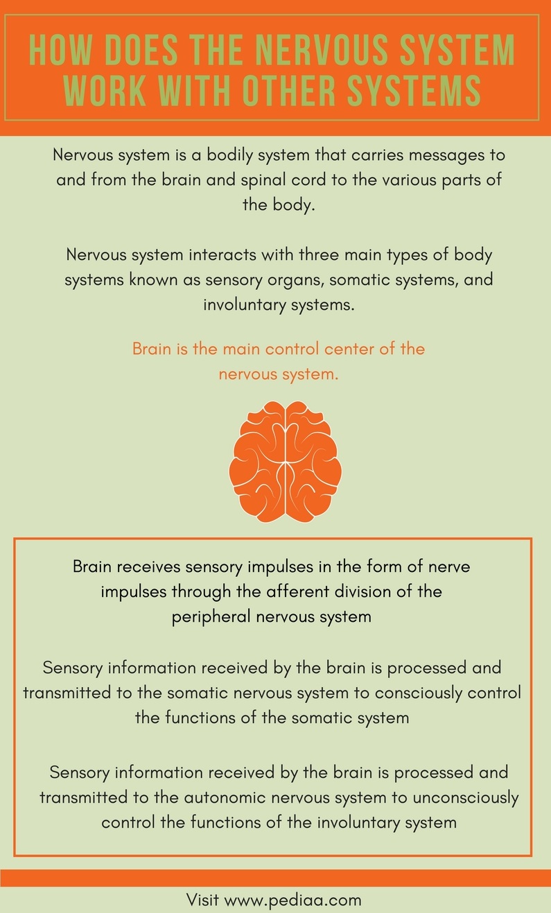 How Does The Nervous System Work With Other Systems Pediaa Com