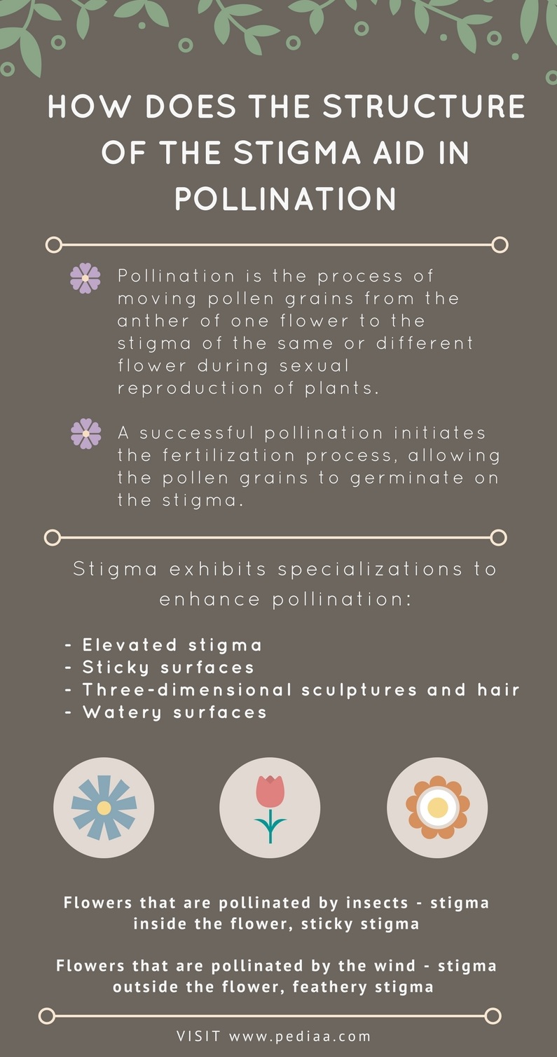 How Does The Structure Of The Stigma Aid In Pollination Pediaa Com