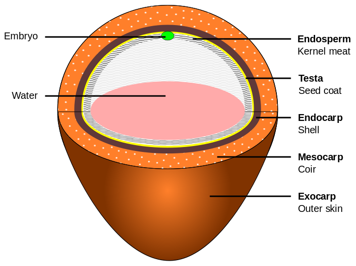 What Is The Function Of The Endosperm Pediaa Com
