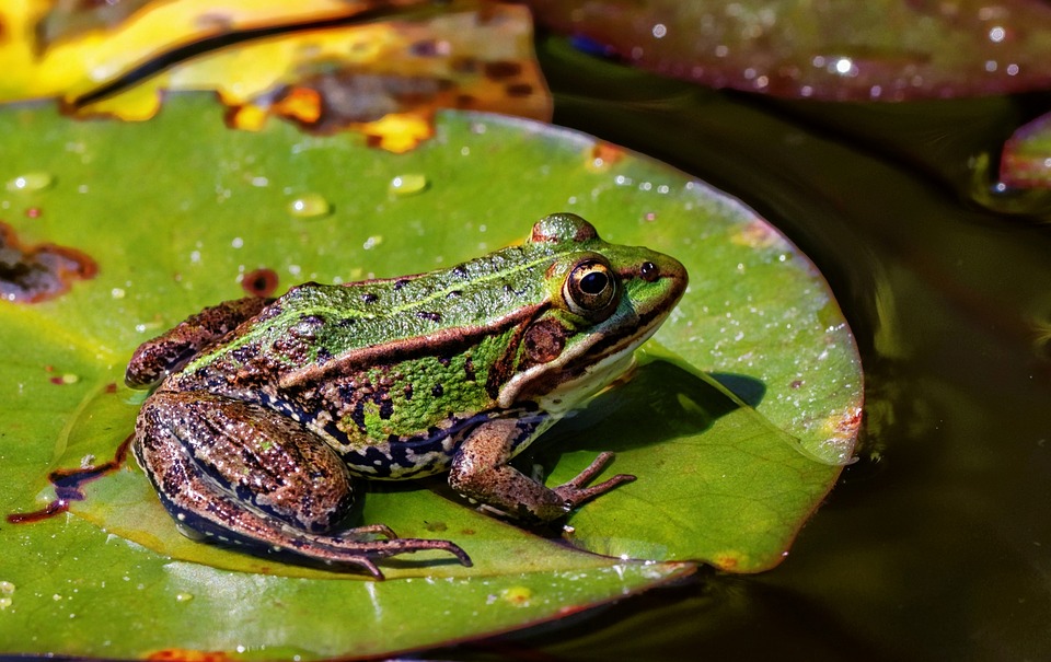 How Does A Frog s Circulatory System Work Pediaa Com