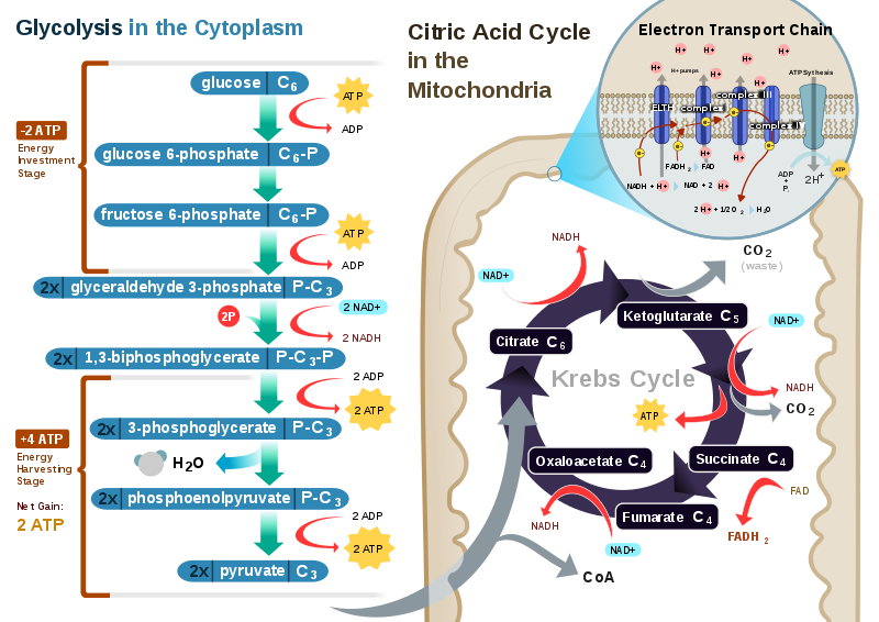 What Is The Chemical Equation For Cellular Respiration Pediaa Com