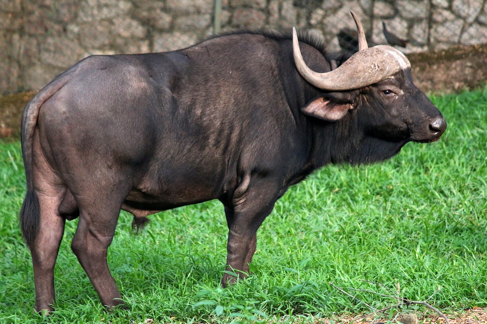 Difference Between Buffalo And Bison Pediaa Com