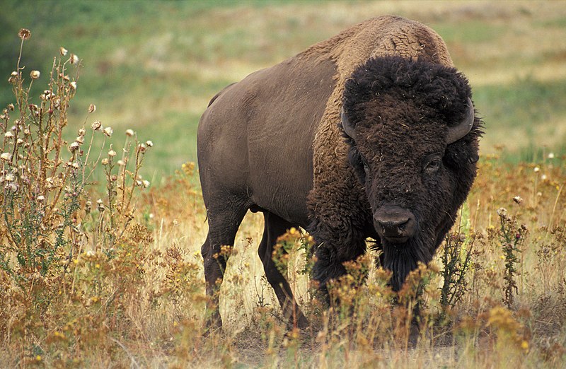 Difference Between Buffalo and Bison - Pediaa.Com Difference Between Buffalo and Bison - Pediaa.Com