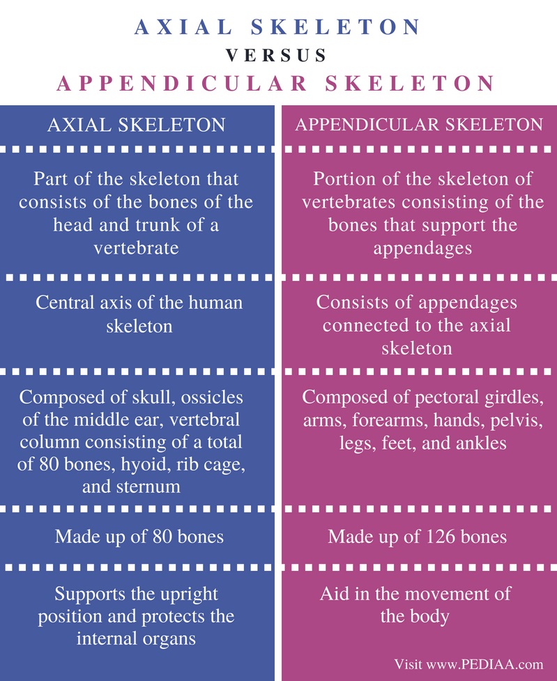 Difference Between Axial And Appendicular Skeleton Pediaa Com Difference Between Axial And Appendicular Skeleton Pediaa Com