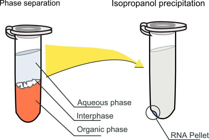 Difference Between Dna And Rna Extraction Pediaa Com