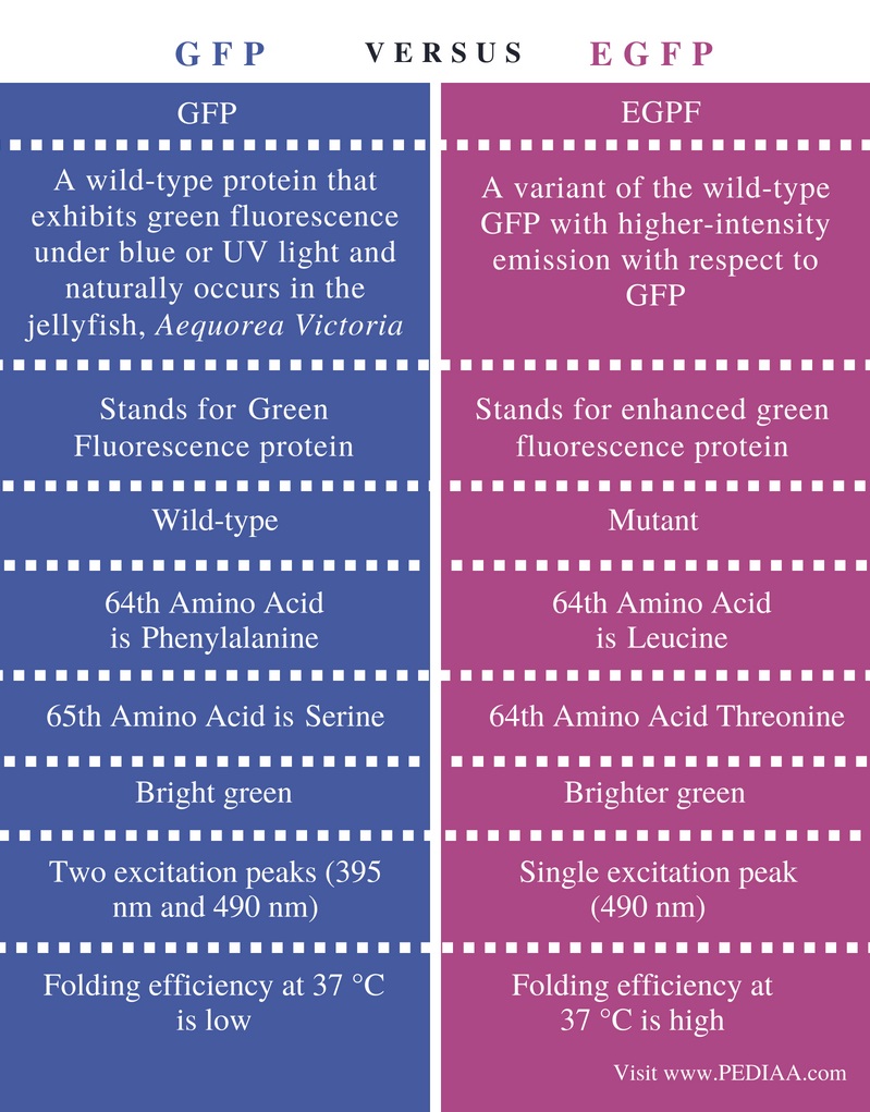 Difference Between GFP and EGFP - Pediaa.Com