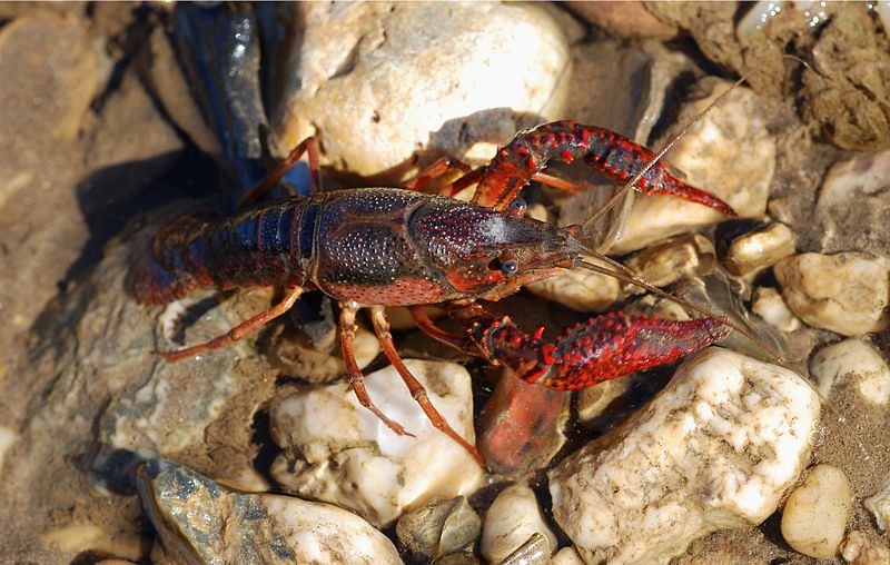 Difference Between Crawfish and Shrimp - Pediaa.Com Difference Between Crawfish and Shrimp - Pediaa.Com