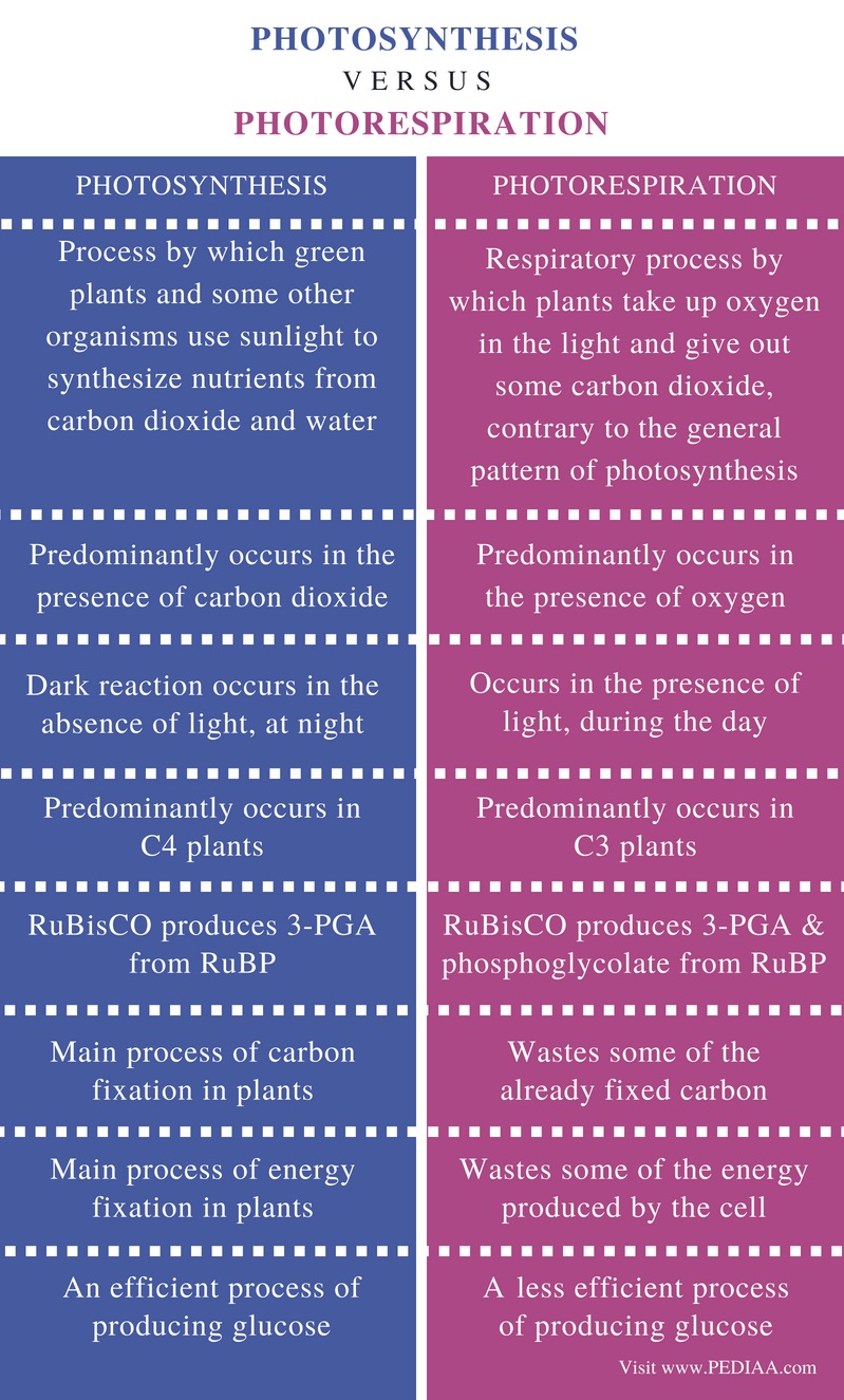 Difference Between Photosynthesis And Photorespiration Pediaa Com