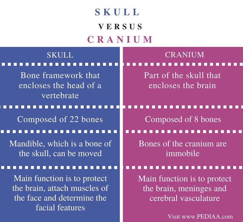Difference Between Skull And Cranium Pediaa Com Difference Between Skull And Cranium Pediaa Com