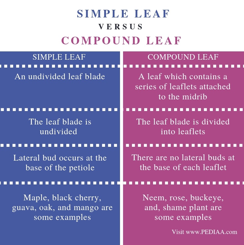  What Is The Difference Between Simple Leaf And Compound Leaf Pediaa Com