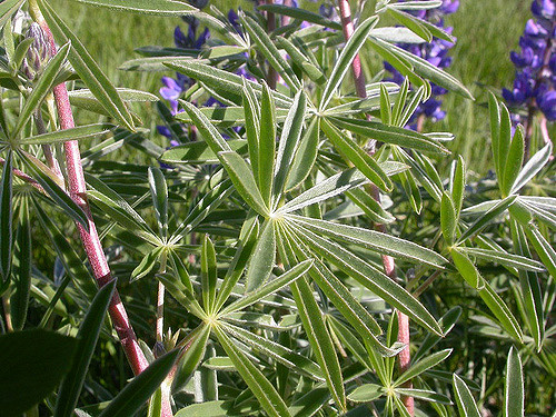  What Is The Difference Between Simple Leaf And Compound Leaf Pediaa Com