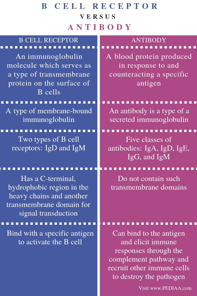 What Is The Difference Between B Cell Receptor And Antibody Pediaa Com