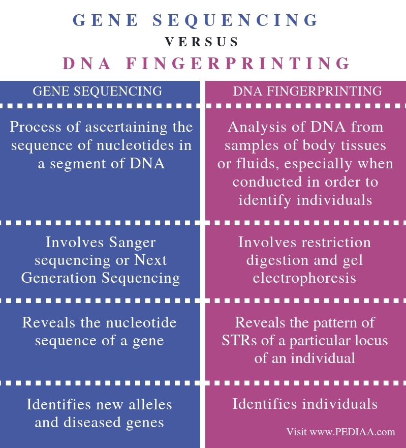 What Is The Difference Between Gene Sequencing And DNA Fingerprinting What Is The Difference Between Gene Sequencing And DNA Fingerprinting