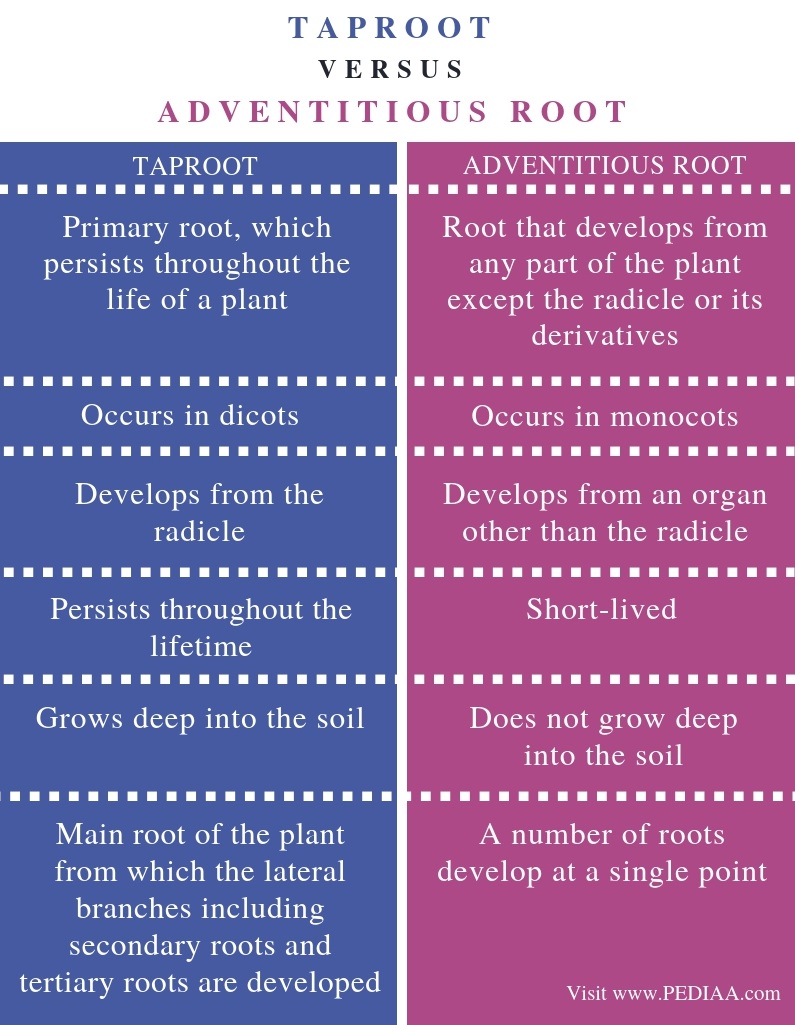 What Is The Difference Between Taproot And Adventitious Root Pediaa Com