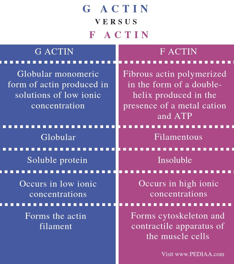 What Is The Difference Between G Actin And F Actin Pediaa Com What Is The Difference Between G Actin And F Actin Pediaa Com