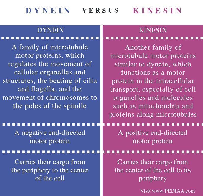 What Is The Difference Between Dynein And Kinesin Pediaa Com What Is The Difference Between Dynein And Kinesin Pediaa Com