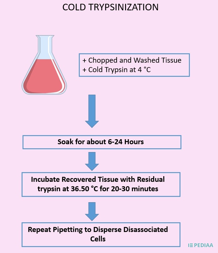What is the Difference Between Warm and Cold Trypsinization - Pediaa.Com What is the Difference Between Warm and Cold Trypsinization - Pediaa.Com