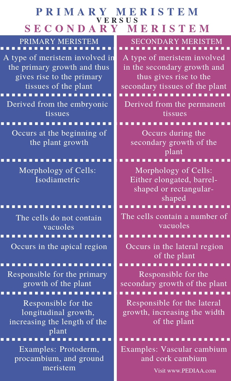 Difference Between Primary And Secondary Meristem