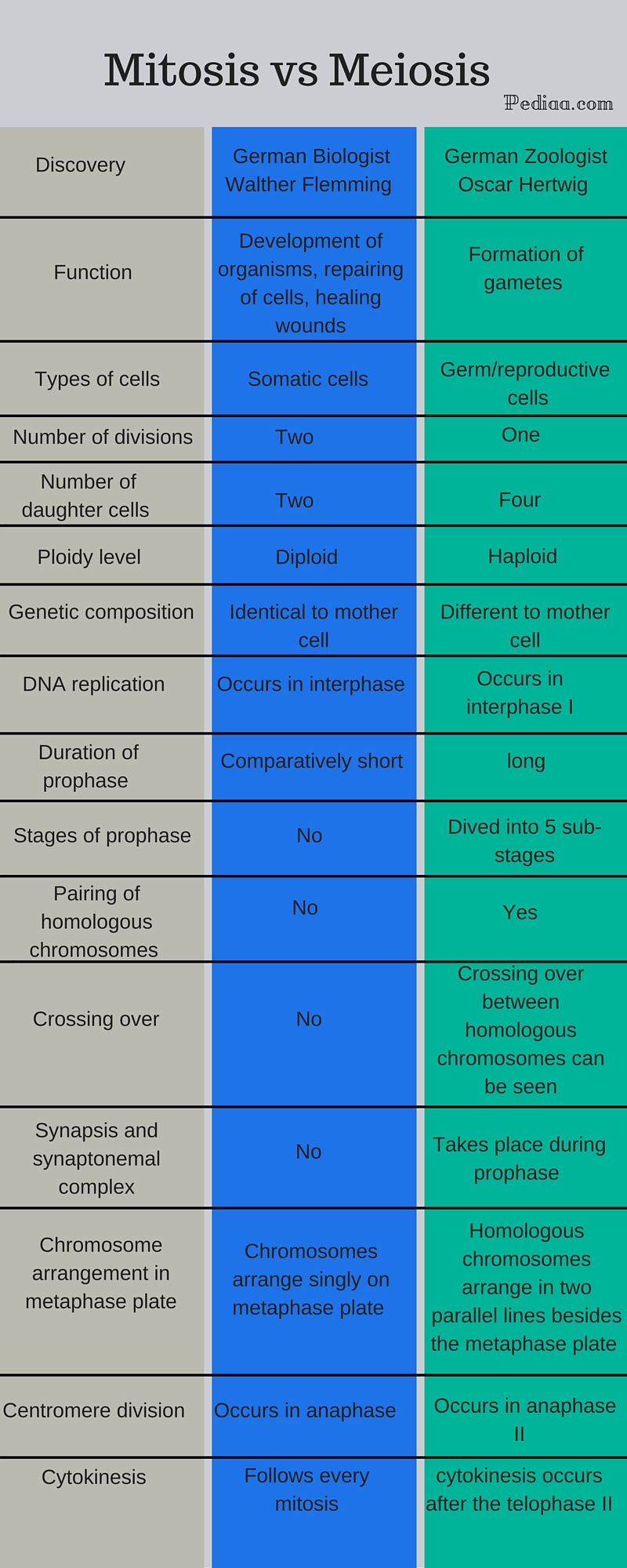 Difference Between Mitosis and Meiosis
