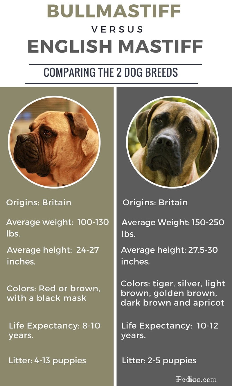 Difference Between Bullmastiff and English Mastiff