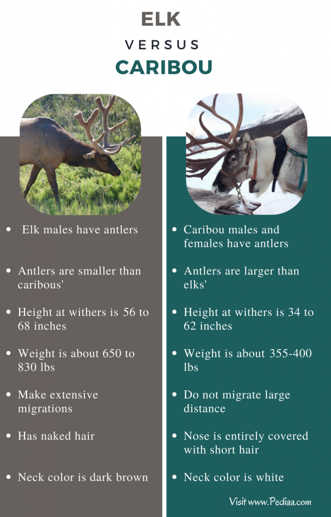 Difference Between Elk and Caribou | Facts, Size, Features, Behaviours