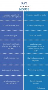 Difference Between Rat and Mouse