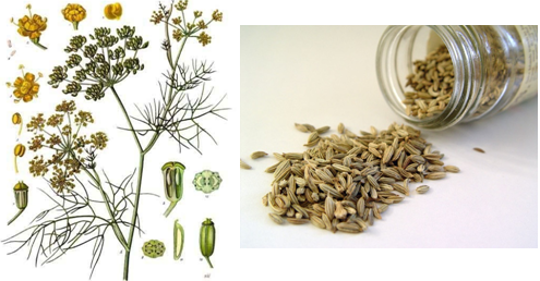 Difference Between Cumin and Fennel | Properties, Uses, Benefits