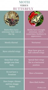 Difference Between Moth and Butterfly | Facts, Differences in ...