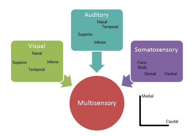 Difference Between Autism and Sensory Processing Disorder