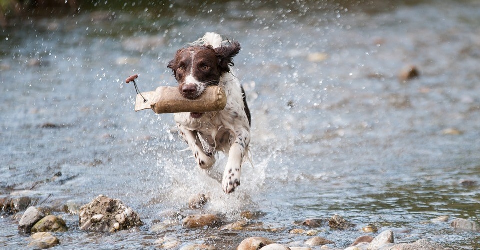 Towards Examples Archives - Pediaa.Com