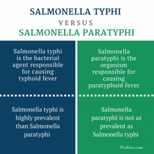 Difference Between Salmonella Typhi and Paratyphi | Disease Caused ...