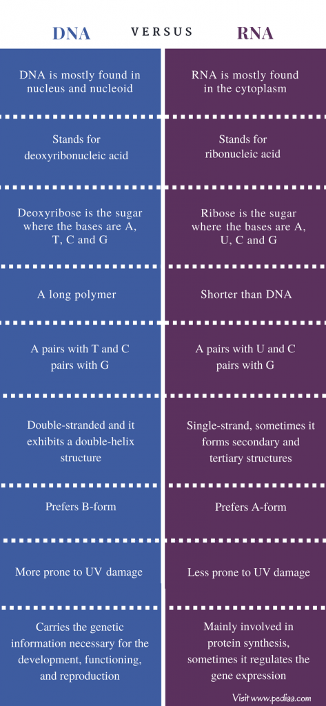 Difference Between DNA and RNA | Structure, Characteristics, Functions, Comparison
