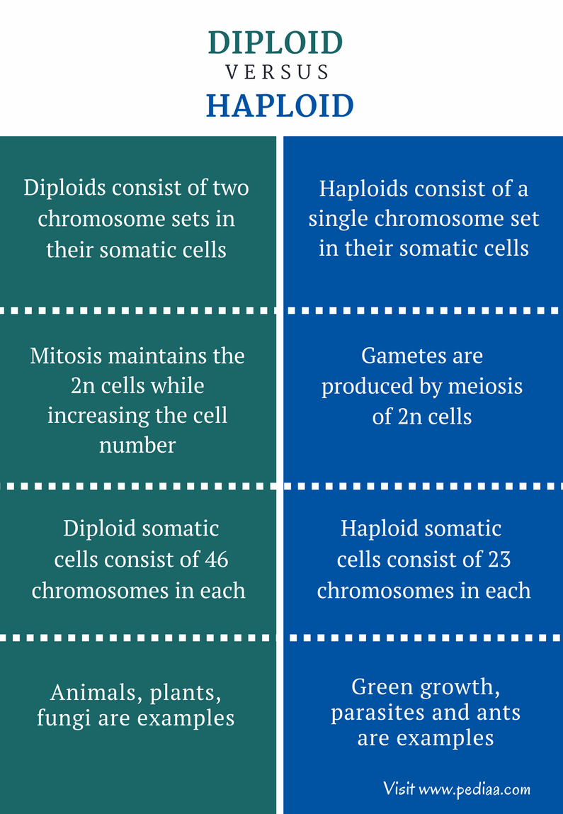 Difference Between Diploid And Haploid Pediaa Com